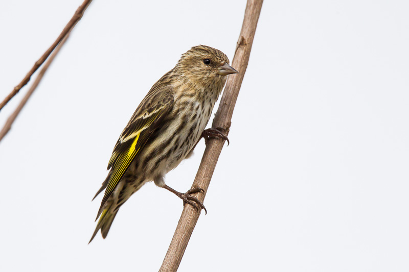 Pine Siskin (Spinus pinus)
