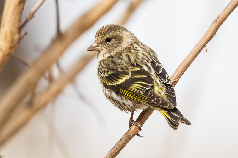 Pine Siskin (Spinus pinus)