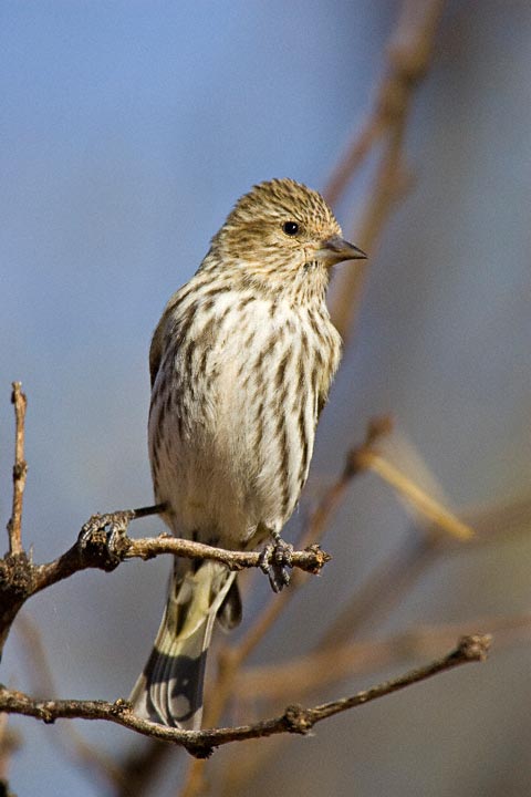 Pine Siskin (Spinus pinus)