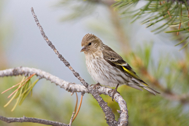 Pine Siskin (Spinus pinus)