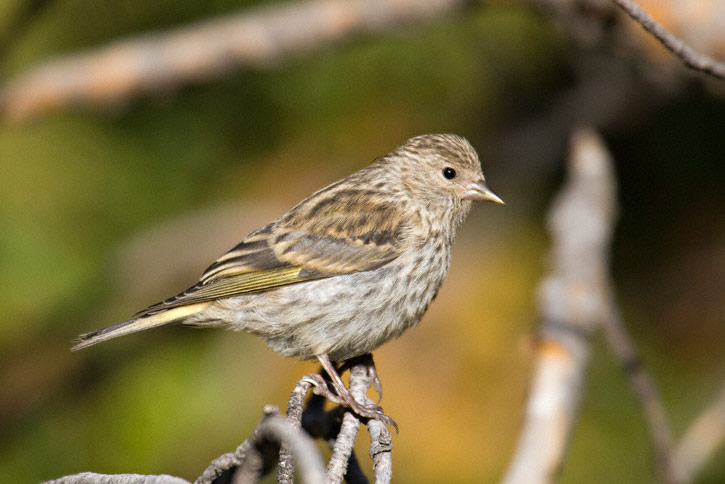 Pine Siskin (Spinus pinus)