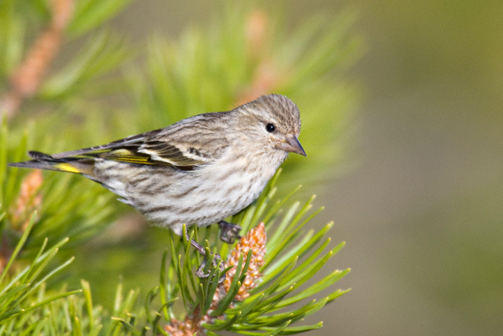 Pine Siskin (Spinus pinus)