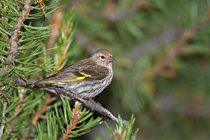 Pine Siskin (Spinus pinus)