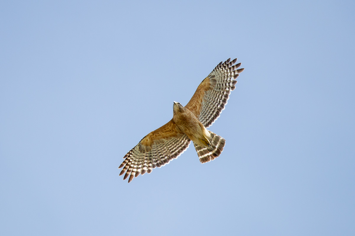 Red-shouldered Hawk (Buteo lineatus)