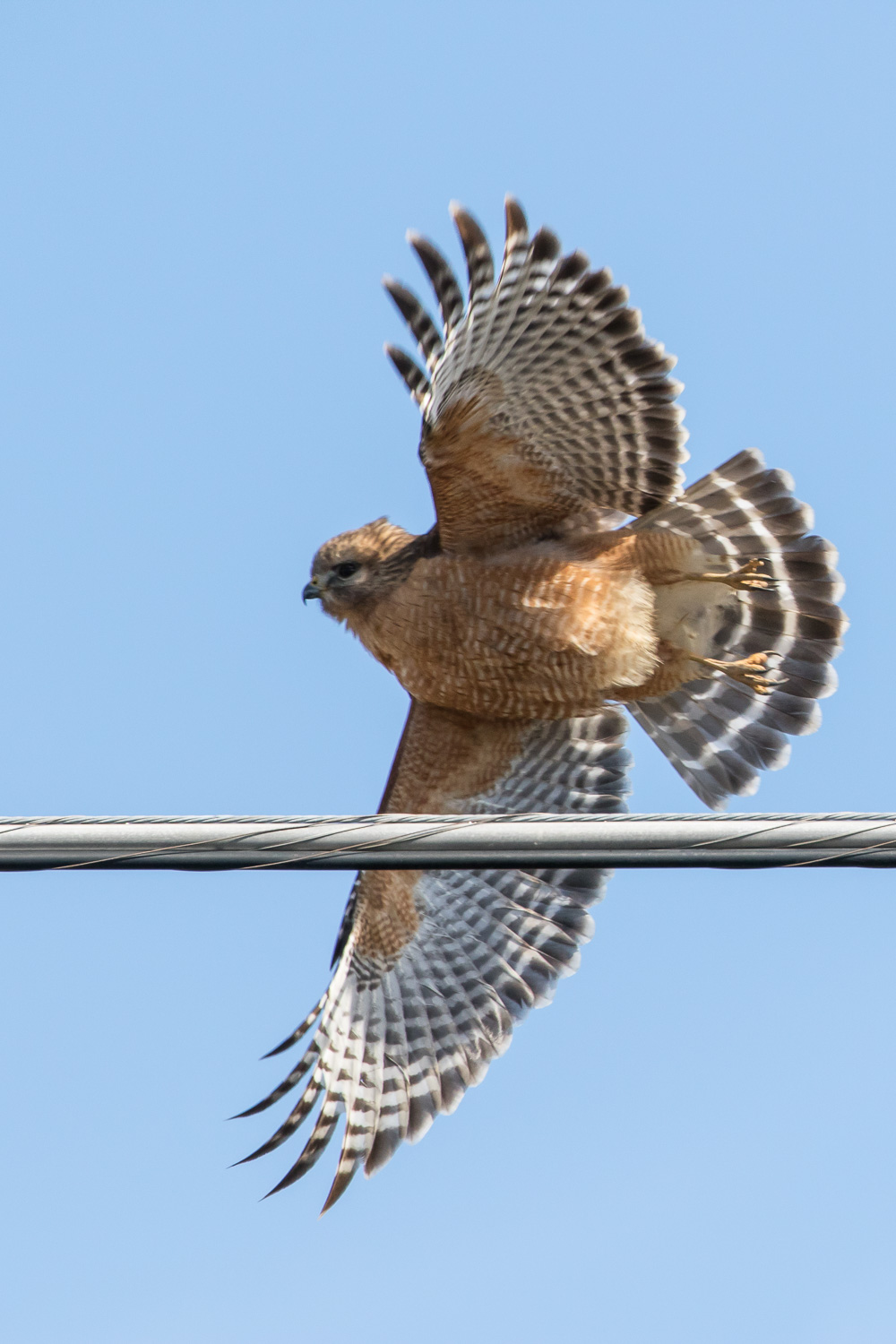 Red-shouldered Hawk (Buteo lineatus)