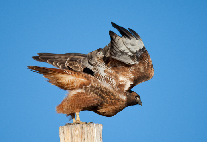 Red-tailed Hawk (Buteo jamaicensis)