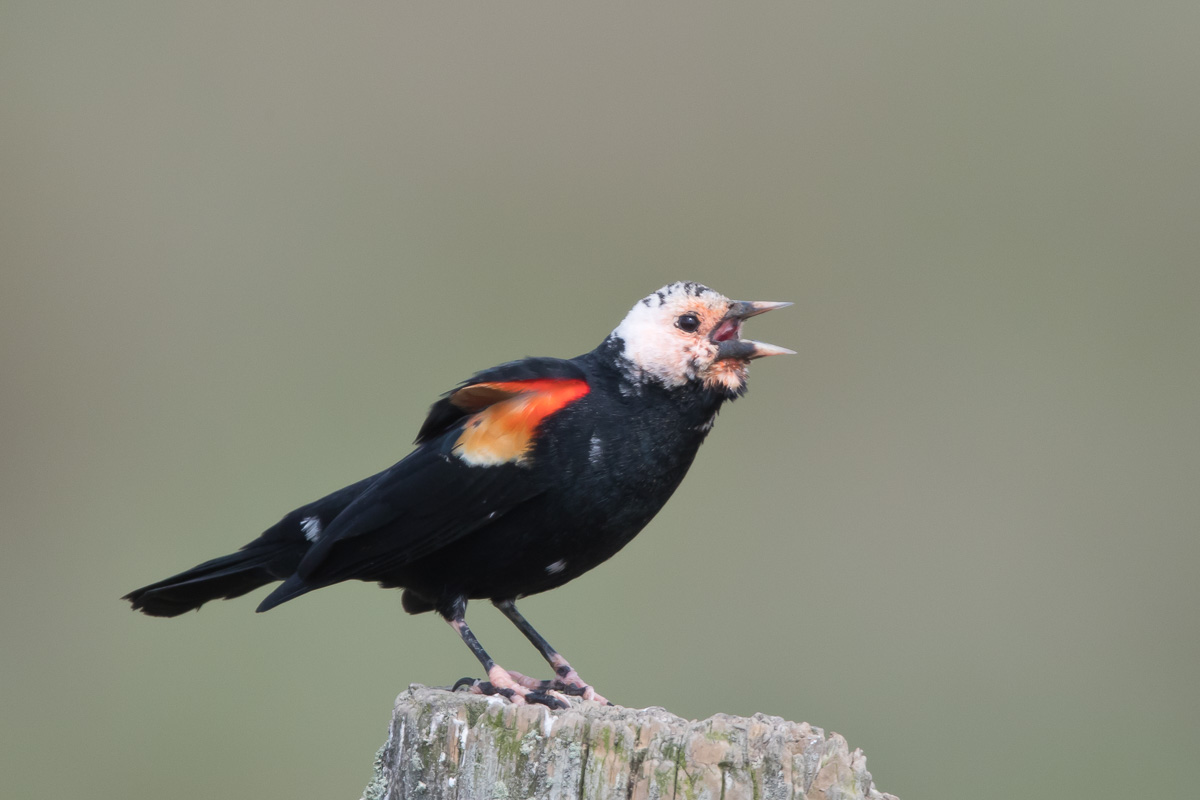Red-winged Blackbird (Agelaius phoeniceus)
