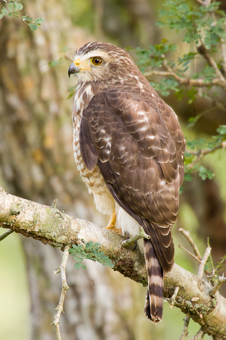 Roadside Hawk (Buteo magnirostris)