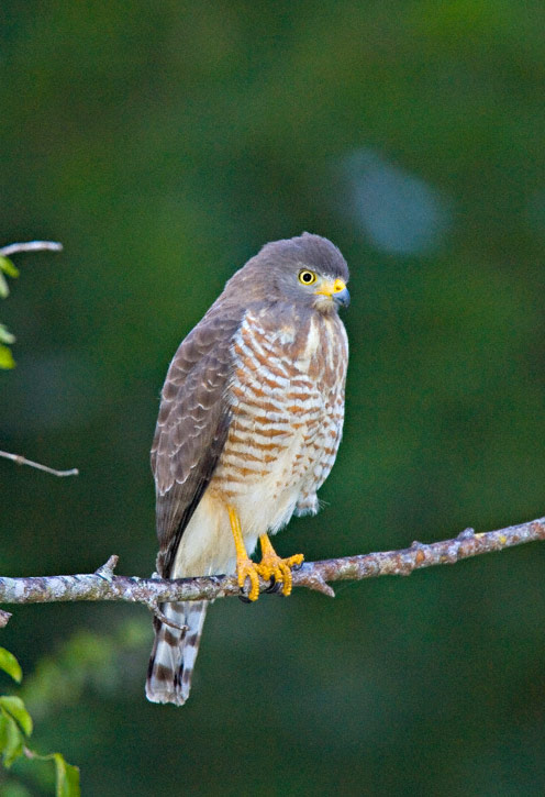 Roadside Hawk (Buteo magnirostris)