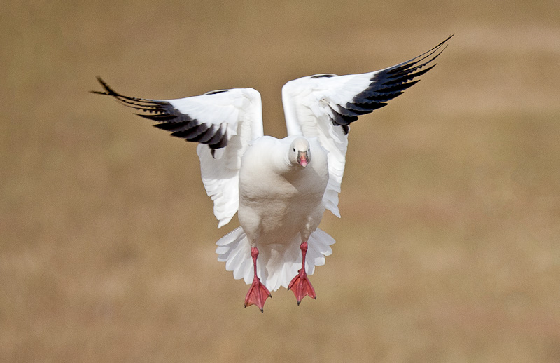 Ross's Goose (Chen rossii)