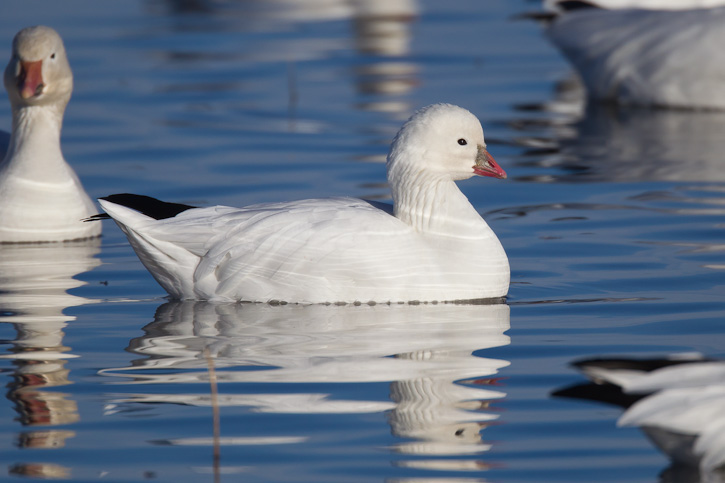 Ross's Goose (Chen rossii)