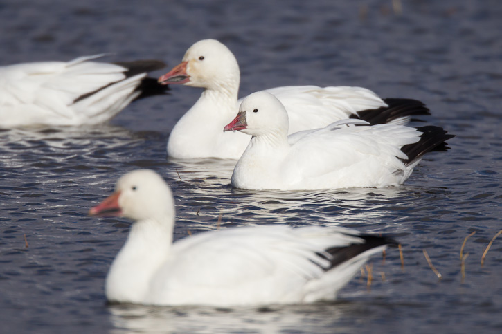 Ross's Goose (Chen rossii)
