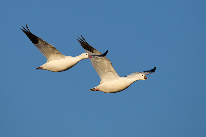 Ross's Goose (Chen rossii)