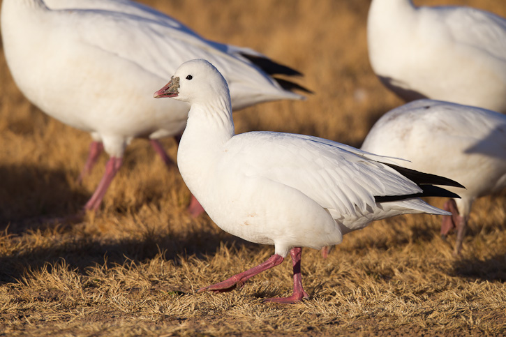 Ross's Goose (Chen rossii)