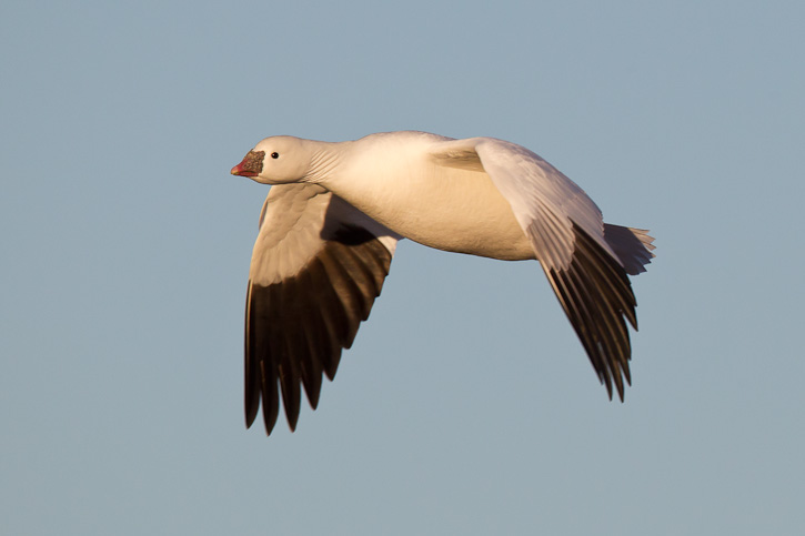Ross's Goose (Chen rossii)