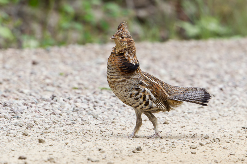 Ruffed Grouse (Bonasa umbellus)