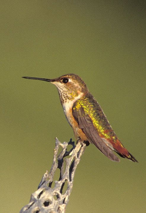 Rufous Hummingbird (Selasphorus rufus)