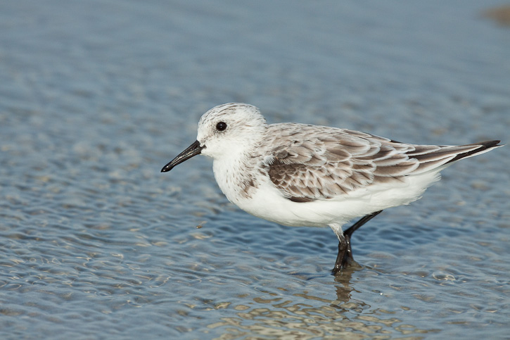 Sanderling (Calidris alba)