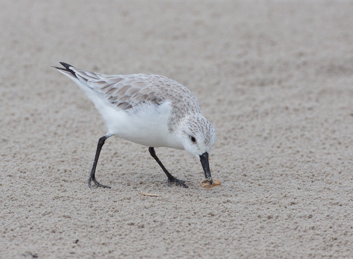 Sanderling (Calidris alba)