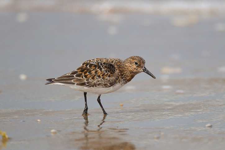 Sanderling (Calidris alba)