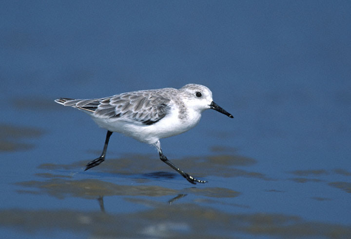 Sanderling (Calidris alba)