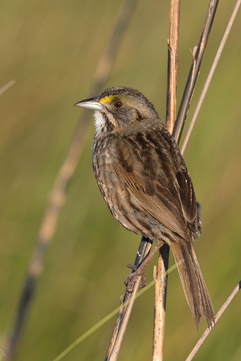 Seaside Sparrow (Ammodramus maritimus)