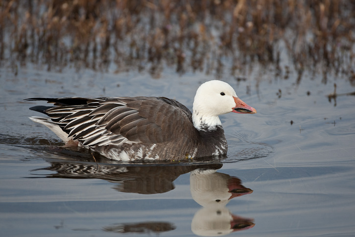 Snow Goose (Chen caerulescens)