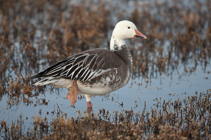 Snow Goose (Chen caerulescens)