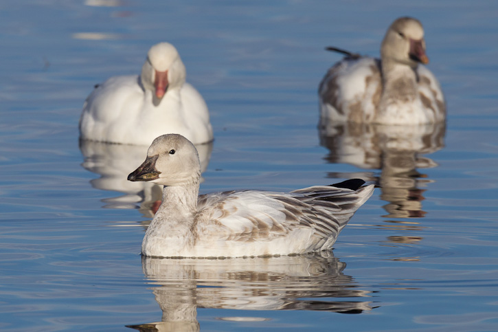 Snow Goose (Chen caerulescens)