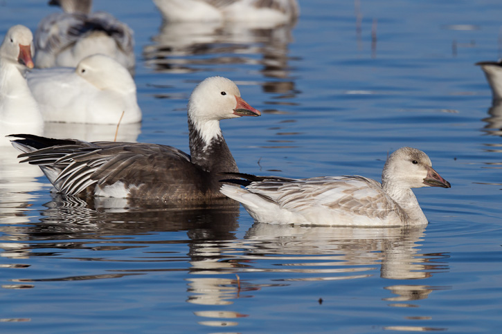 Snow Goose (Chen caerulescens)