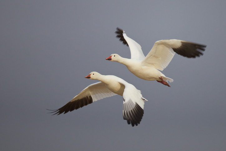 Snow Goose (Chen caerulescens)