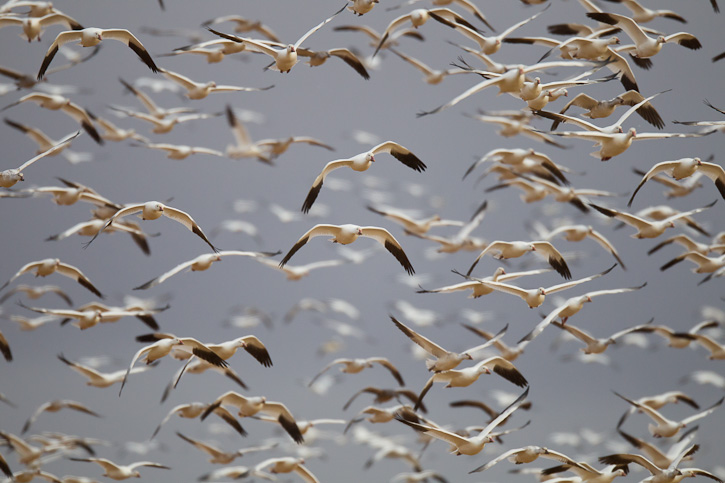Snow Goose (Chen caerulescens)