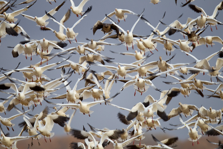 Snow Goose (Chen caerulescens)
