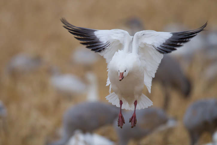 Snow Goose (Chen caerulescens)