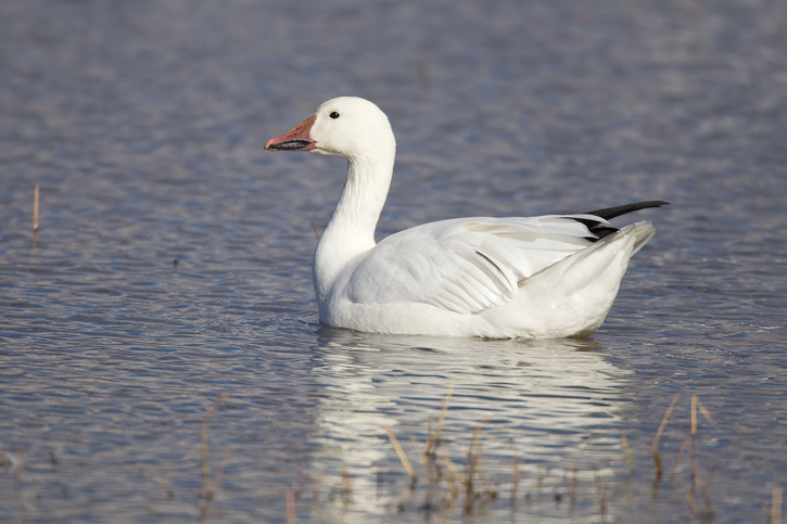 Snow Goose (Chen caerulescens)