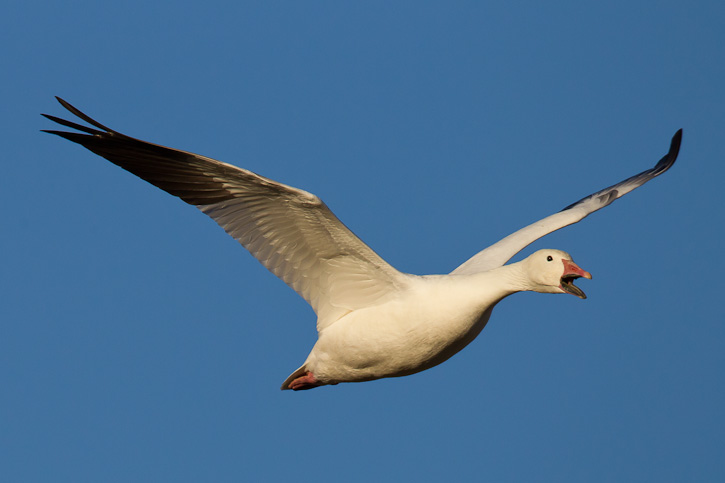 Snow Goose (Chen caerulescens)