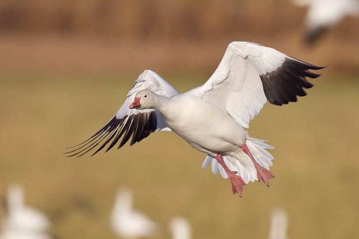Snow Goose (Chen caerulescens)