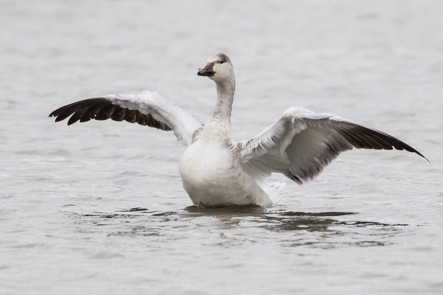 Snow Goose (Chen caerulescens)