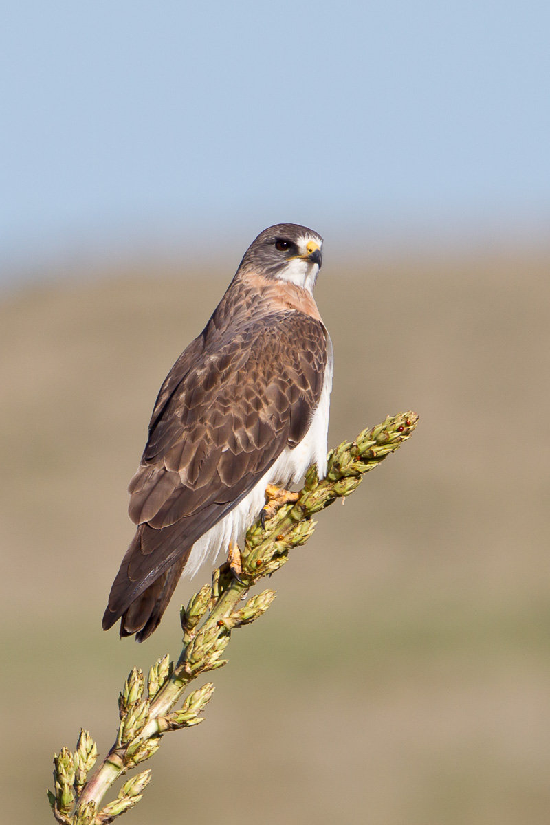 Swainson's Hawk (Buteo swainsoni)