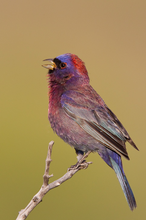 Varied Bunting (Passerina versicolor)