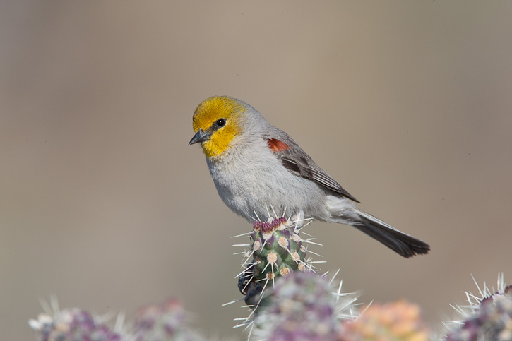 Verdin (Auriparus flaviceps)