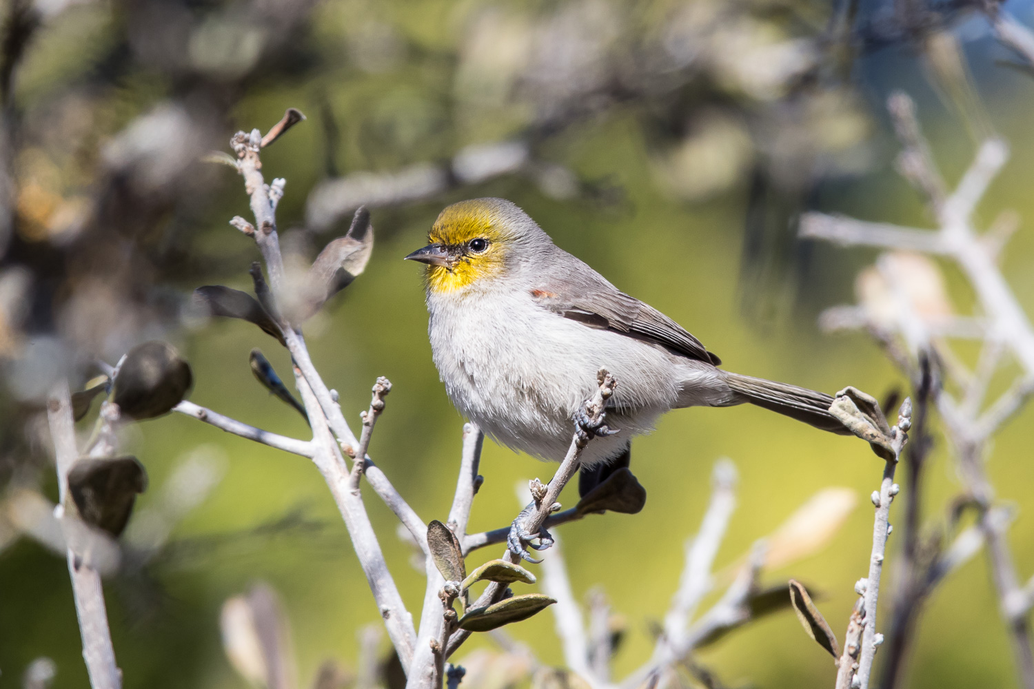 Verdin (Auriparus flaviceps)