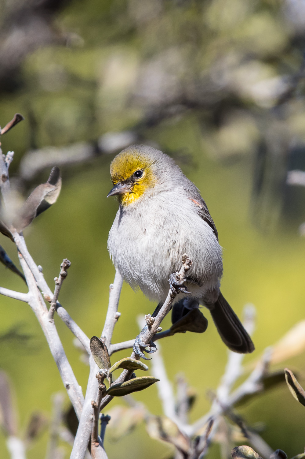 Verdin (Auriparus flaviceps)
