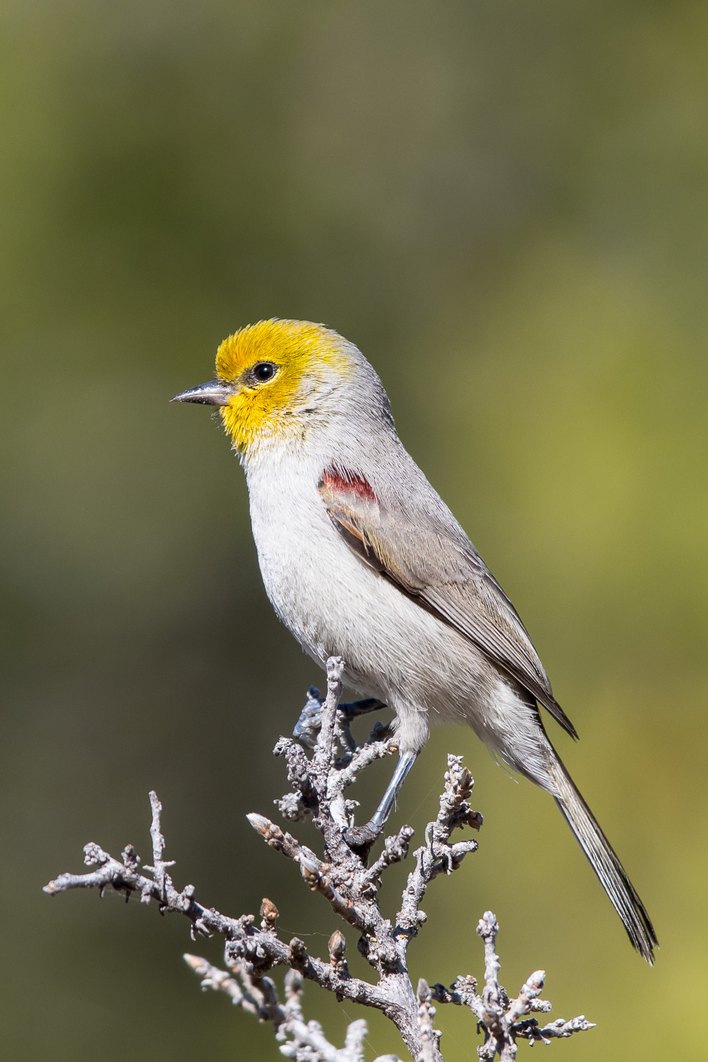 Verdin (Auriparus flaviceps)