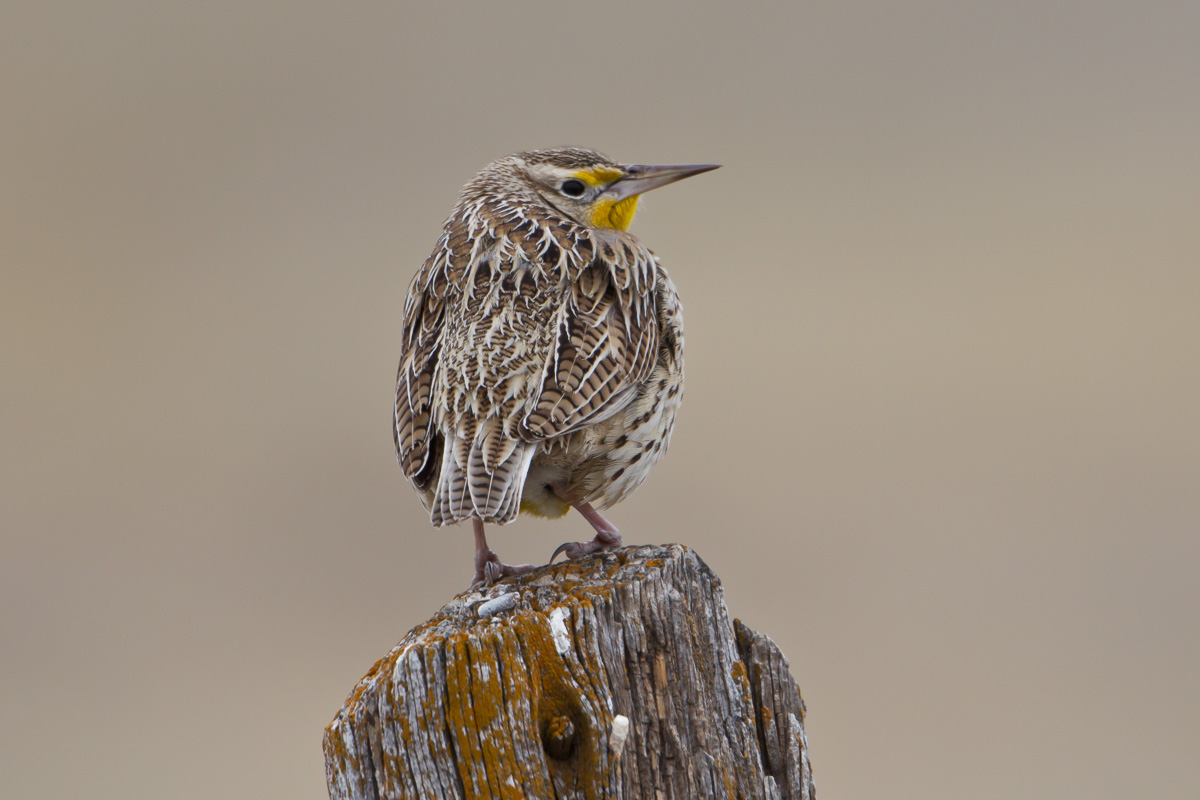 Western Meadowlark (Sturnella neglecta)