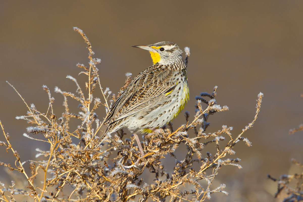Western Meadowlark (Sturnella neglecta)