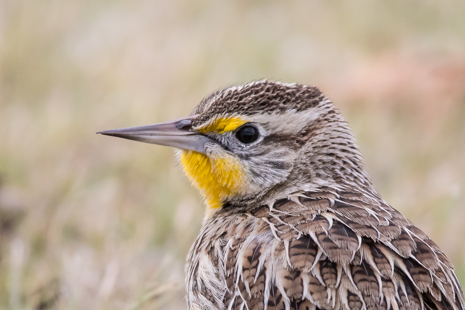 Western Meadowlark (Sturnella neglecta)