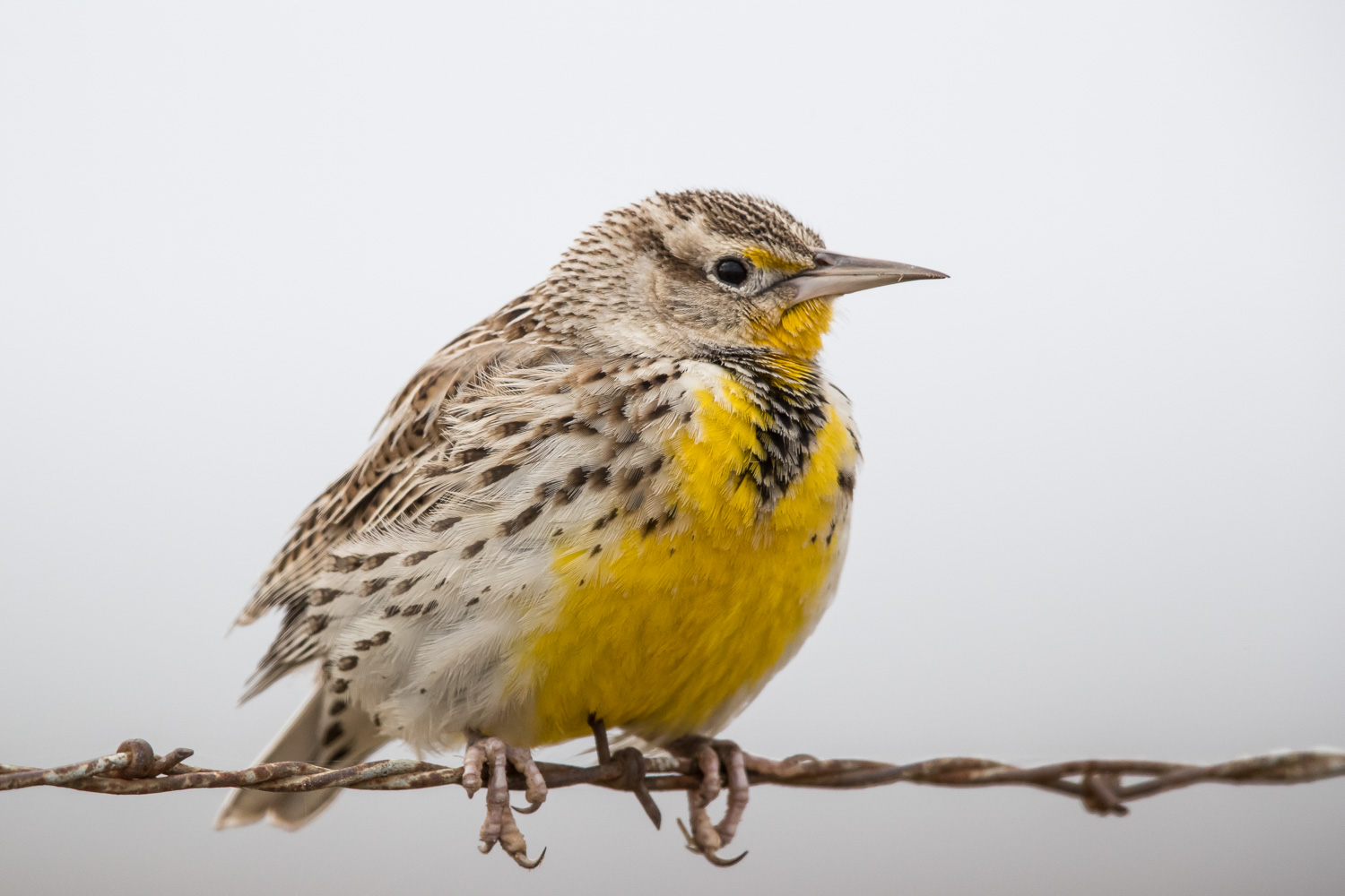 Western Meadowlark (Sturnella neglecta)