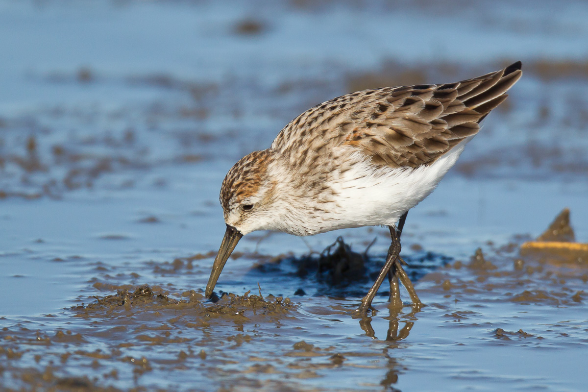 Western Sandpiper (Calidris mauri)