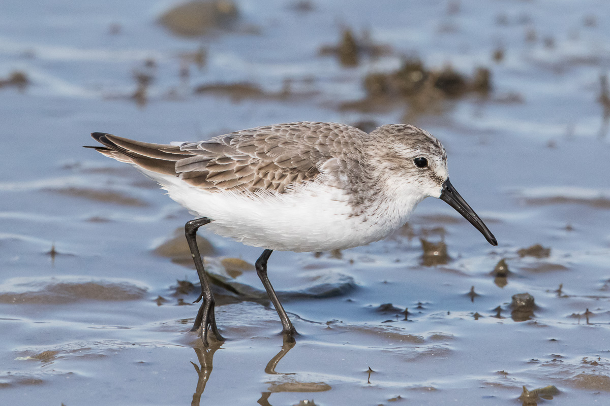 Western Sandpiper (Calidris mauri)